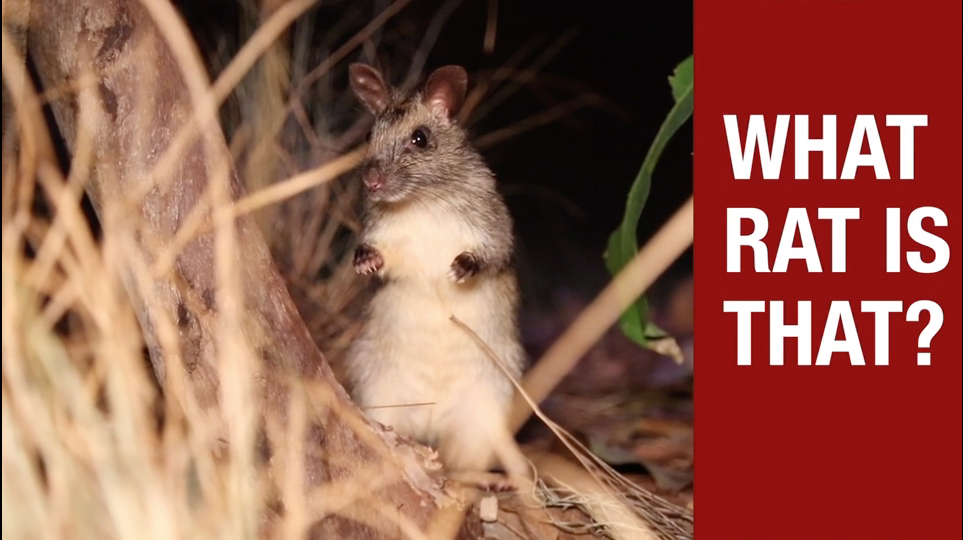 Black-footed Tree-rat – Huni bolliger